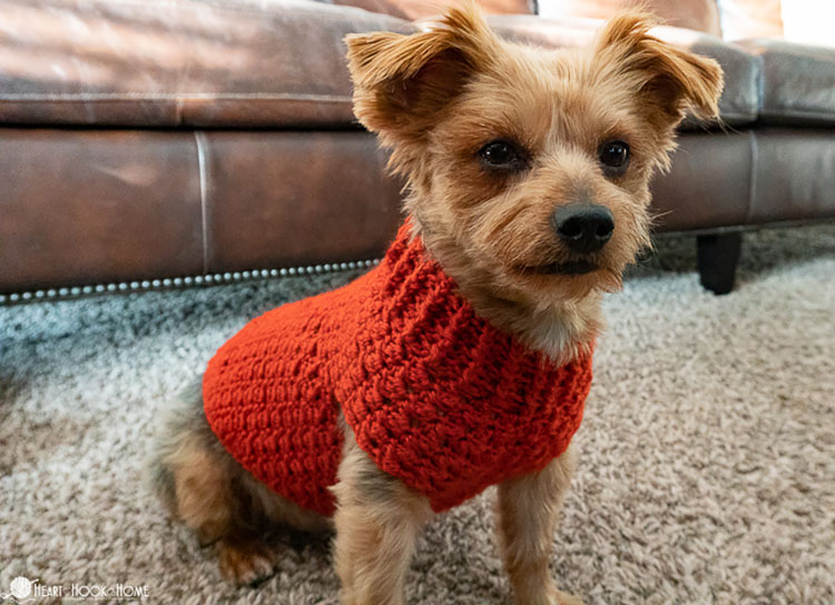9 Crochet Dog Sweater Patterns For All Sizes Beautiful Dawn Designs